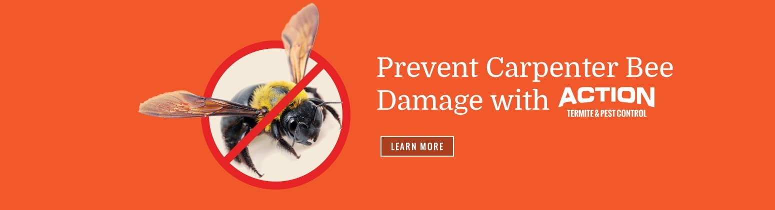 Action Bed Bug Extermination New Jersey | New Jersey Bed Bug Pest Control