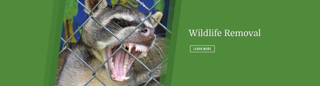 Pest Control NJ - Monmouth County Termite Control & Pest Exterminator ...