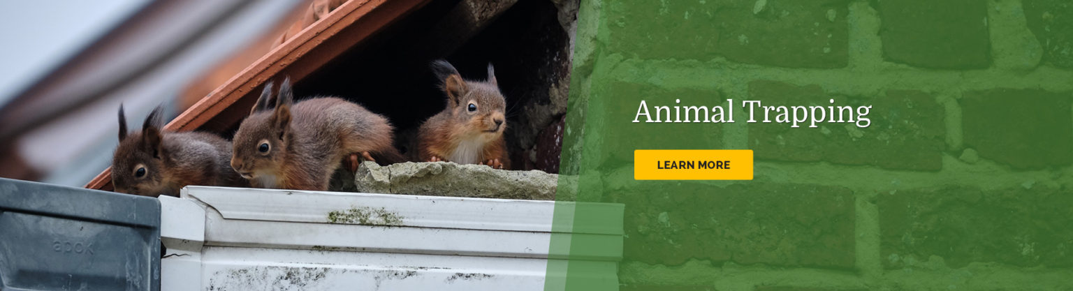 Pest Control NJ - Monmouth County Termite Control & Pest Exterminator ...