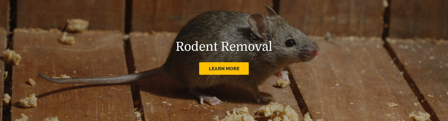 Pest Control NJ - Monmouth County Termite Control & Pest Exterminator ...