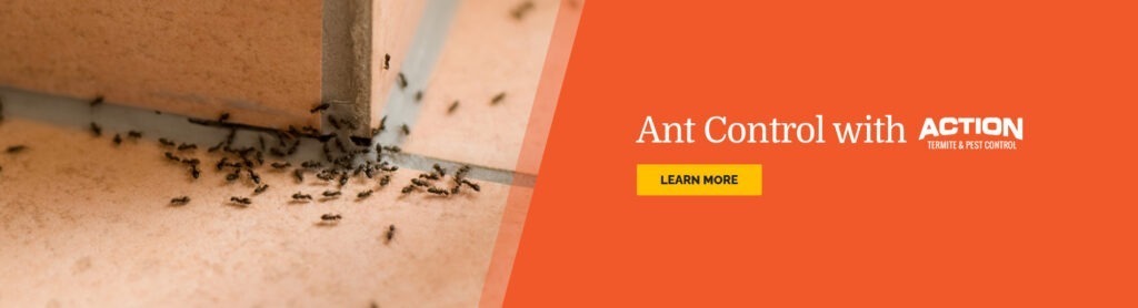 Pest Control NJ - Termite Control and Pest Exterminator NJ - Action ...