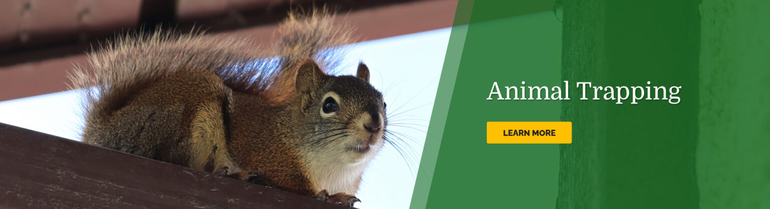 Pest Control NJ - Termite Control and Pest Exterminator NJ - Action ...