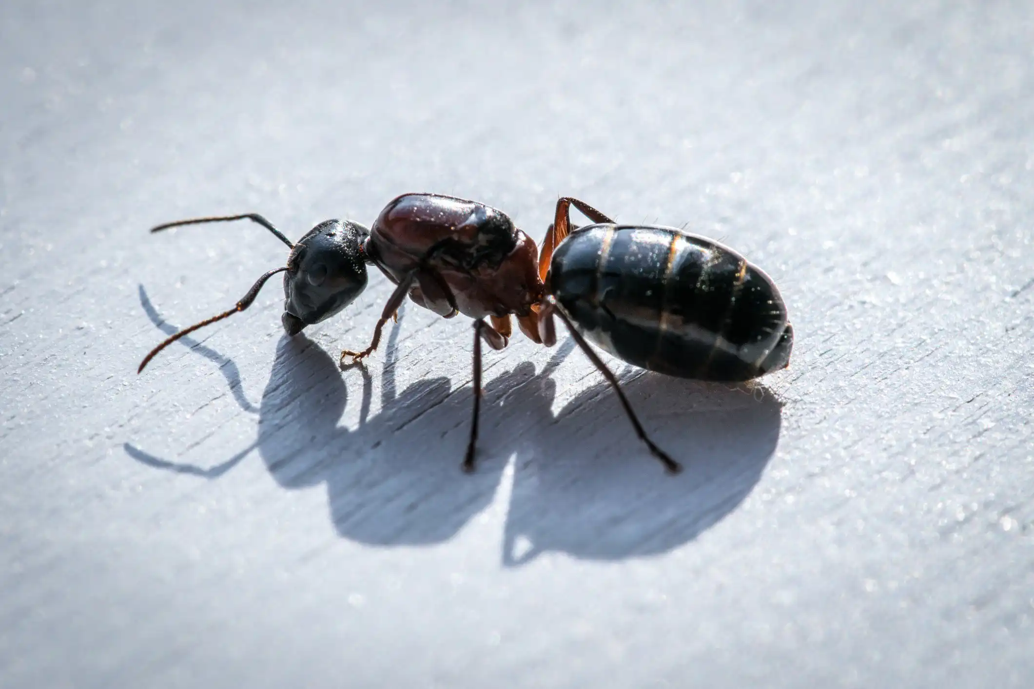 Termites vs. Carpenter Ants: Key Differences and How to Identify Them ...