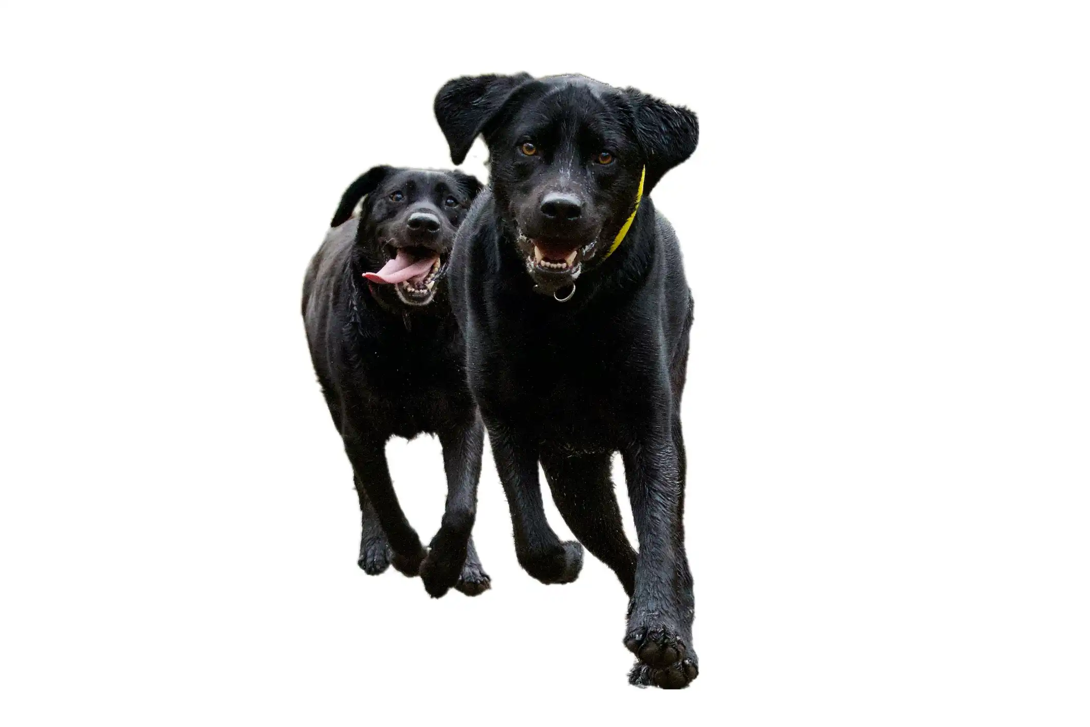 Bed Bug Control and the Effective Use of Bed Bug Dogs to Maximize ...