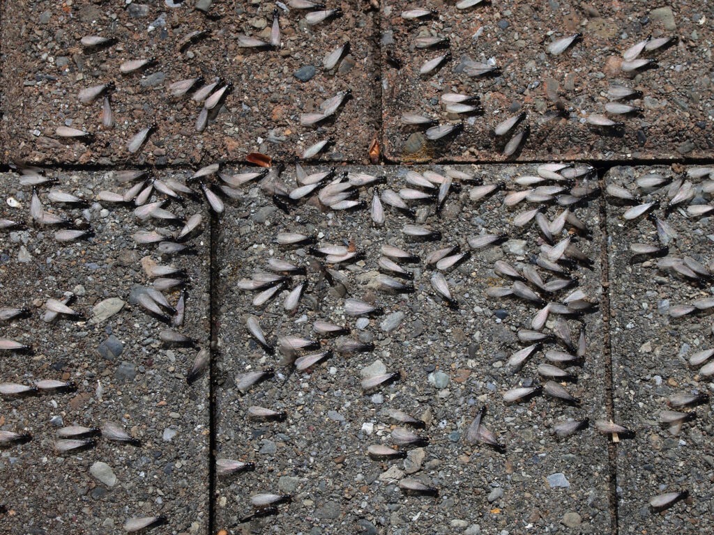 Why Termites Swarm in New Jersey? - Action Termite & Pest Control