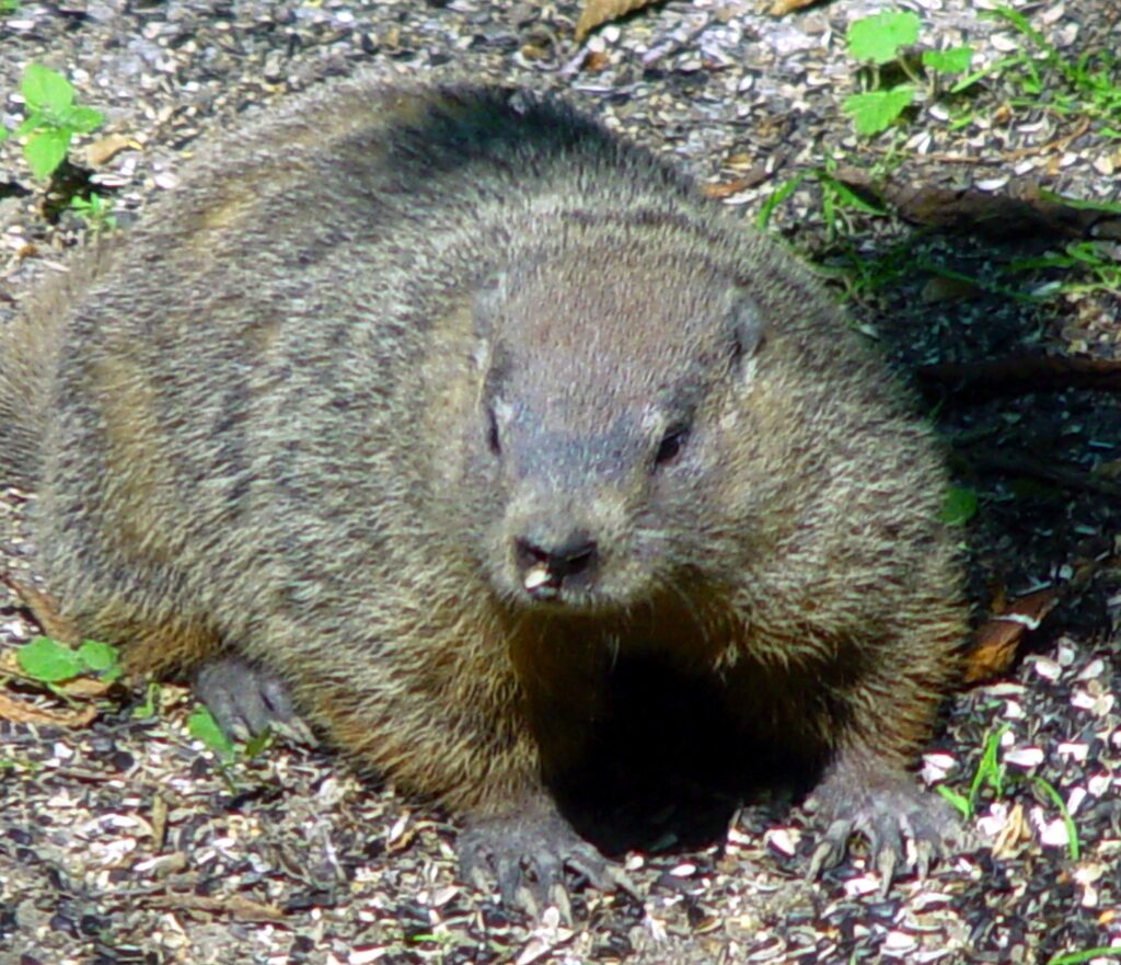 Groundhog Control in New Jersey - Action Termite & Pest Control