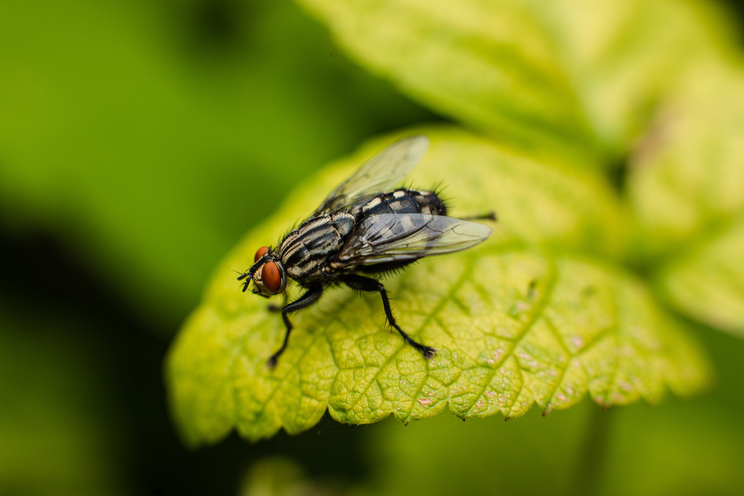 How to Get Rid of House Tiny Flies Quickly and Easily - Action Termite ...