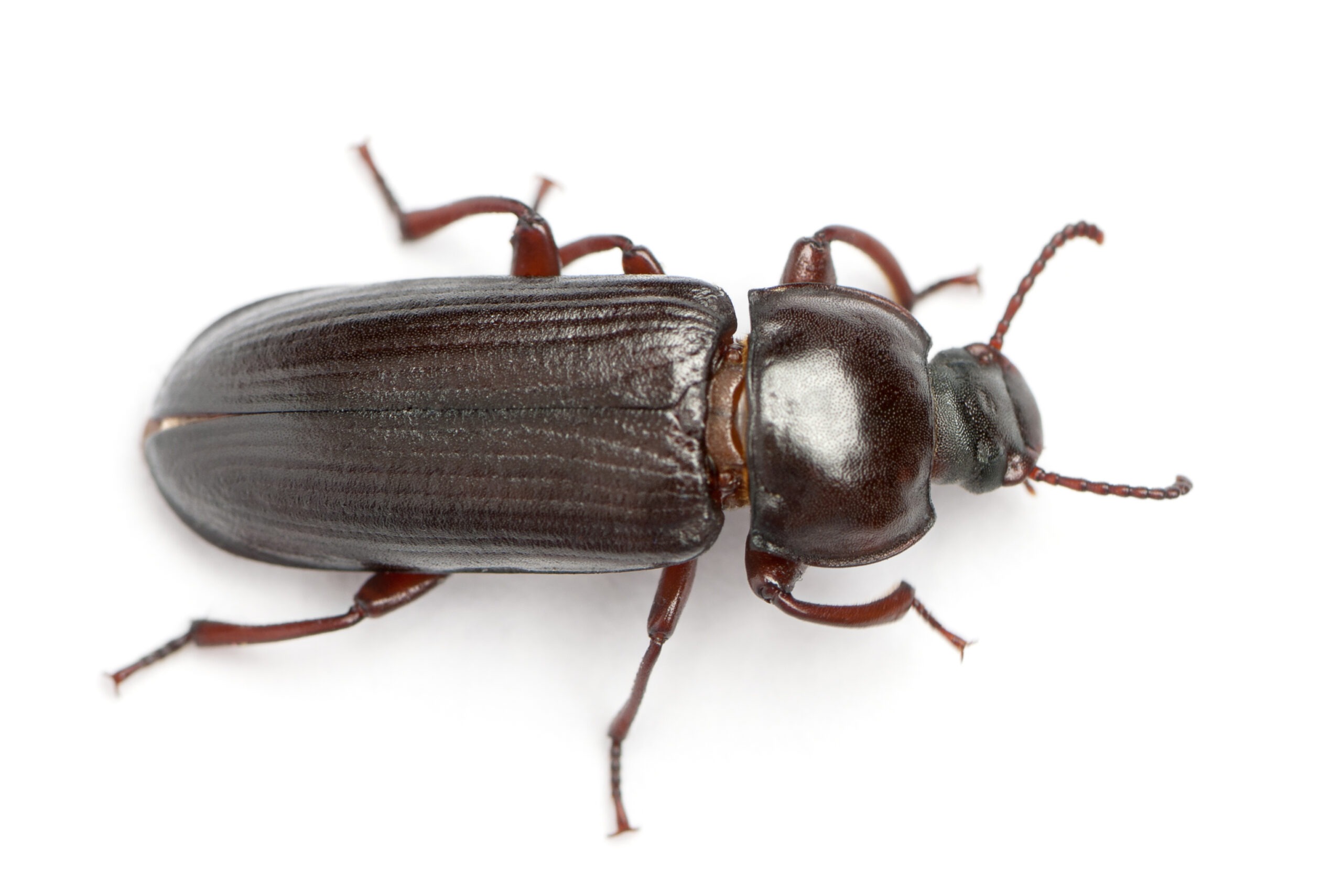 Powderpost Beetles- Action Termite & Pest Control