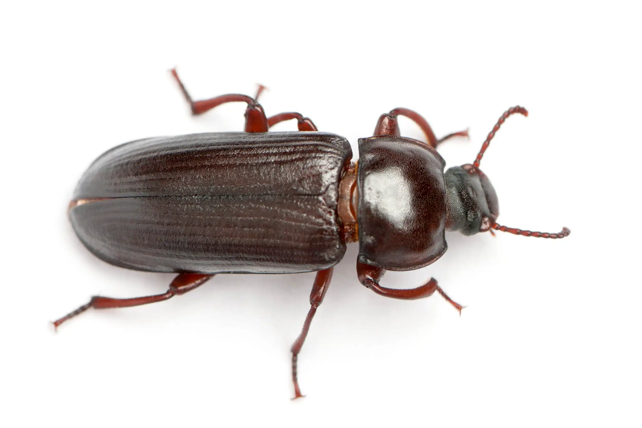 The Best Treatment Process for Powderpost Beetles: A Guide for ...