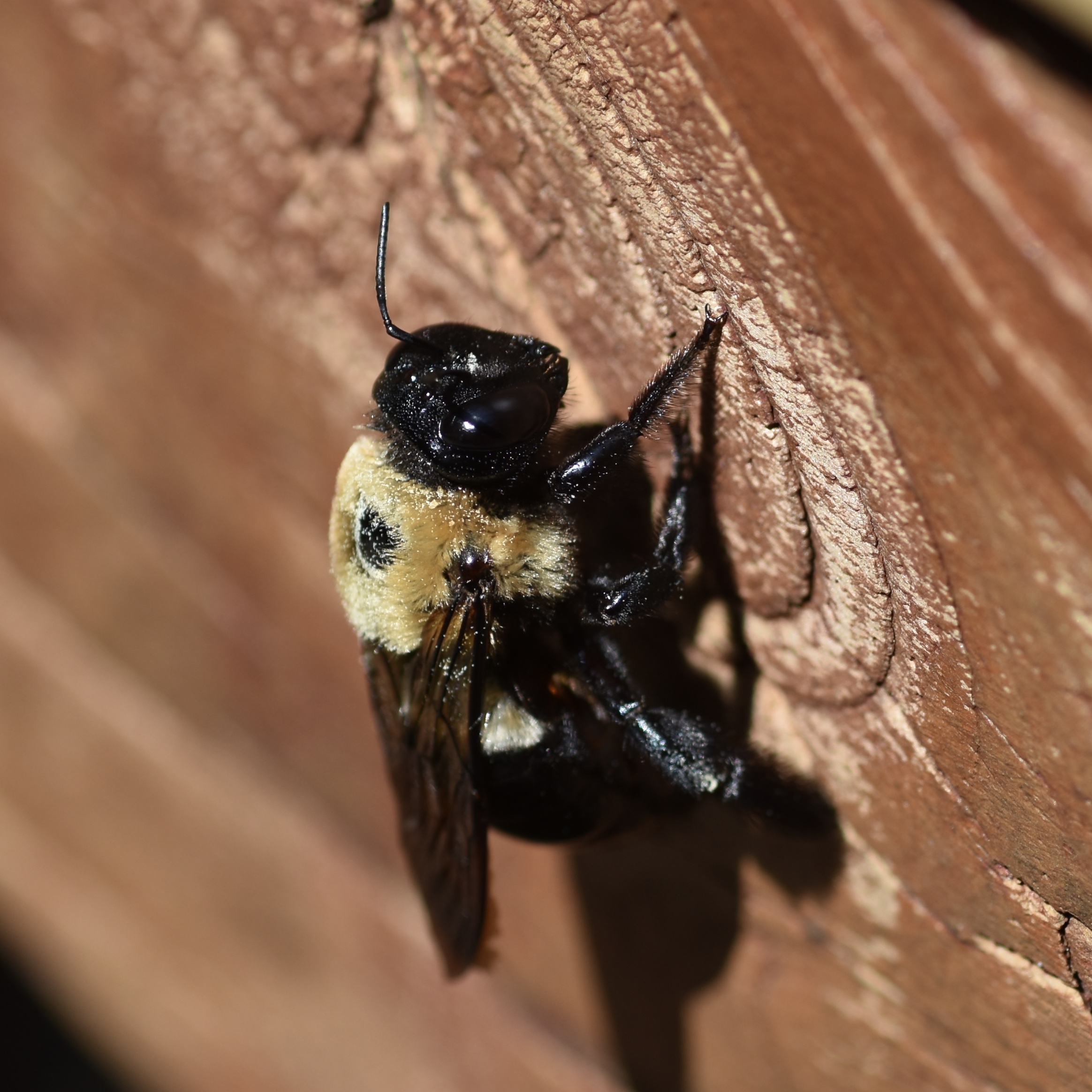 Carpenter Bees Near Me - Understanding Carpenter Bees and Carpenter Bee ...