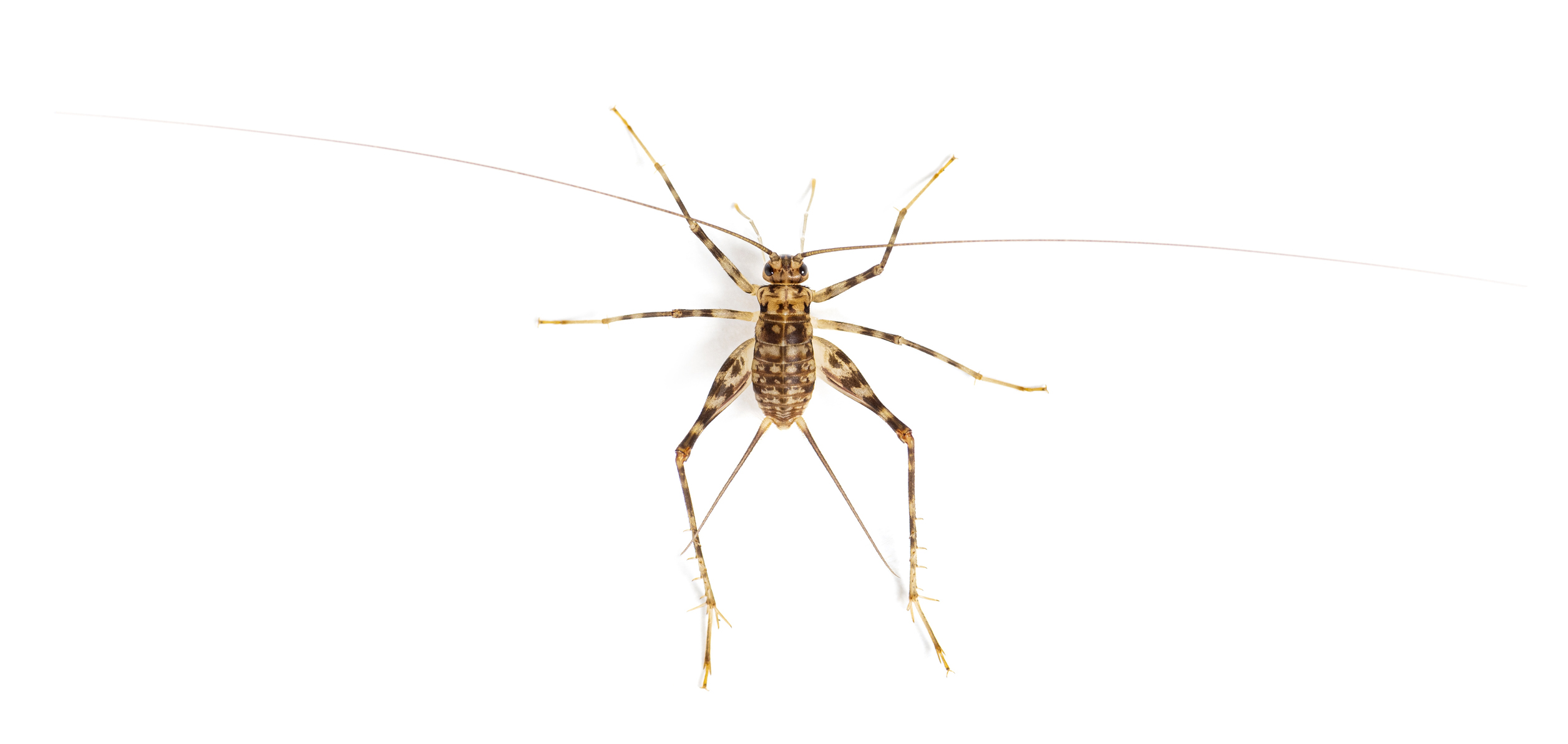 Why Am I Getting Cave Crickets in My House? - Action Termite & Pest Control