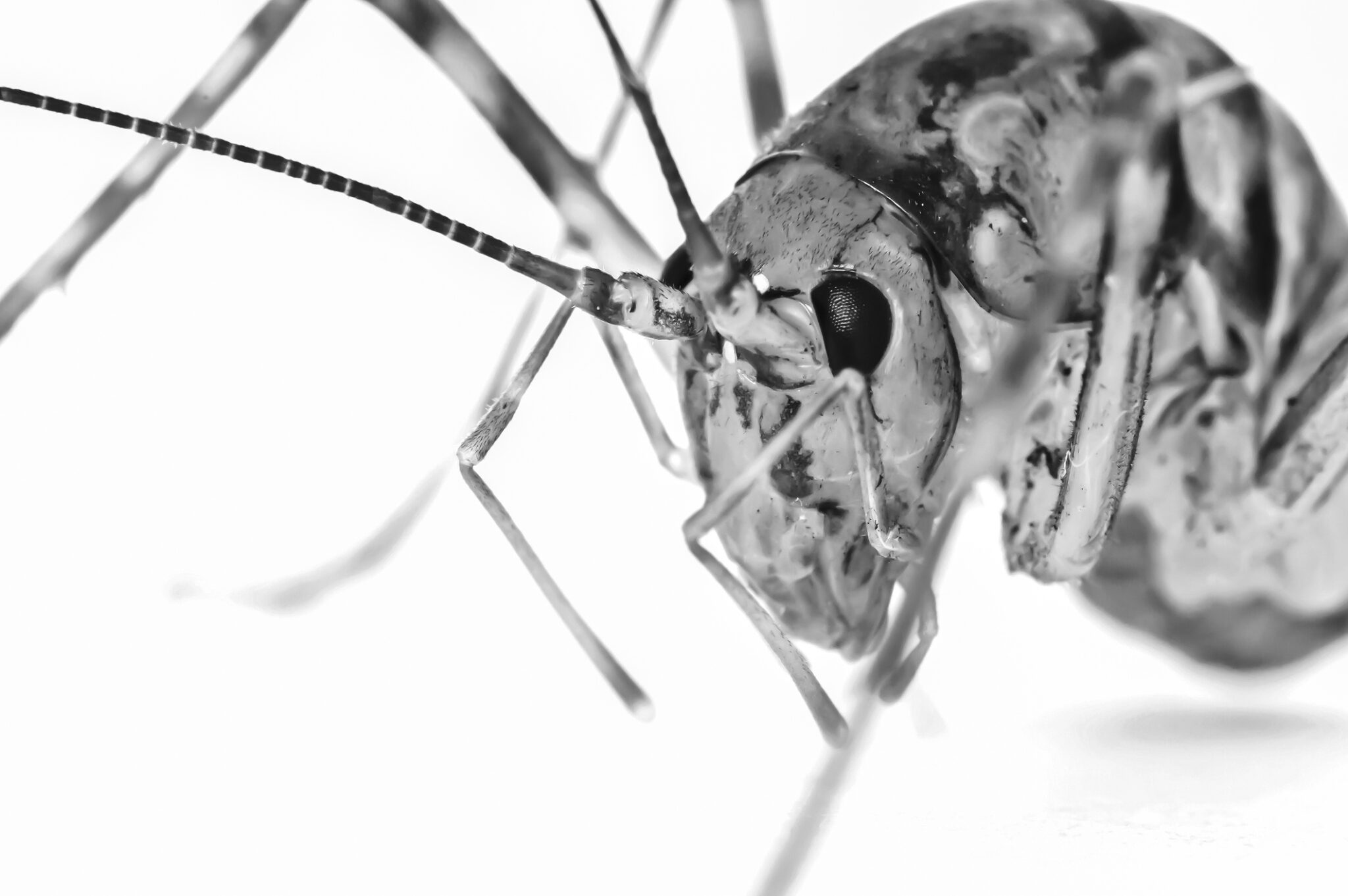What are Cave Crickets and why are they so active in the Spring ...