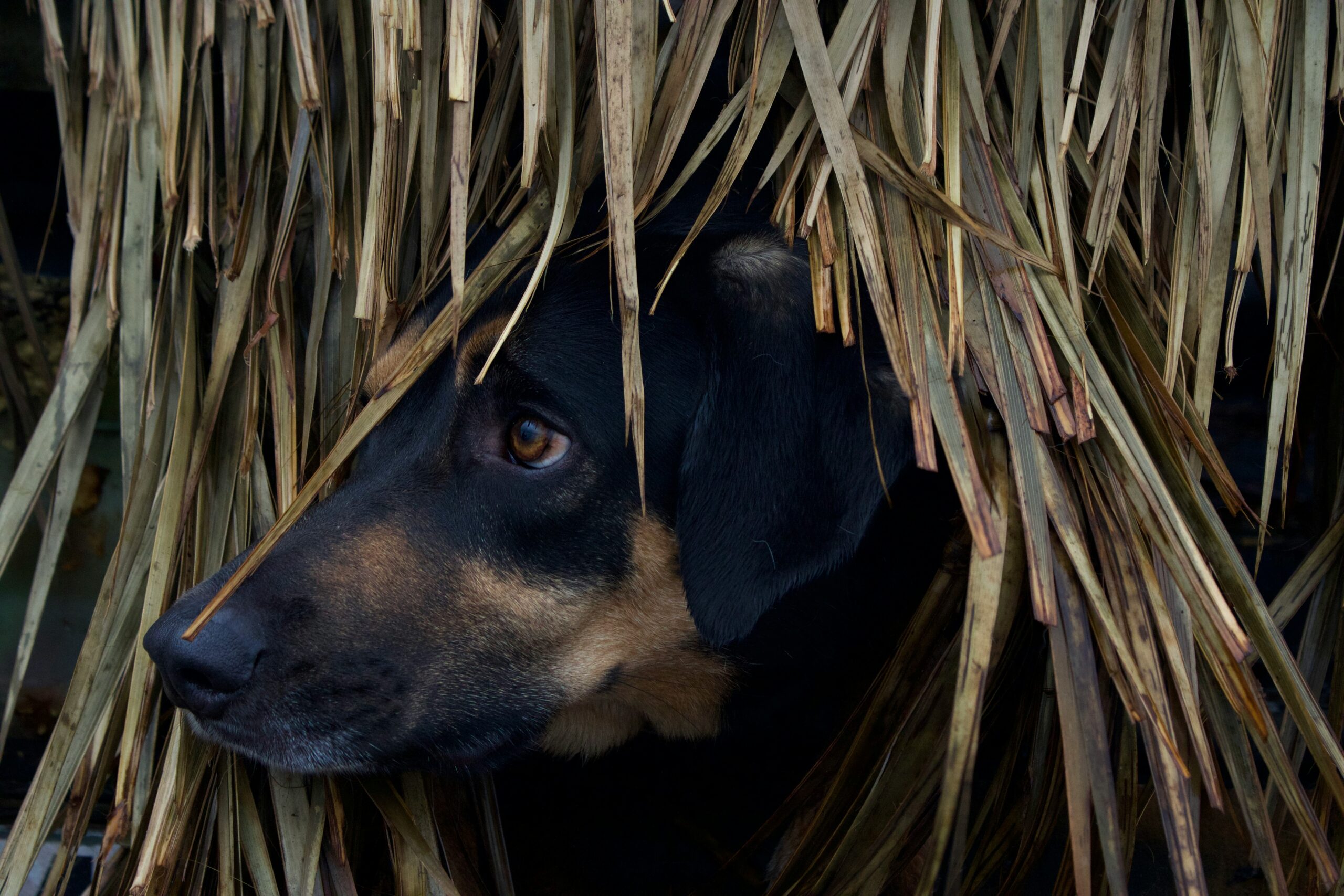 What are 'Bed Bug Dogs'? Using Dogs for Detection & Proven Bed Bug ...
